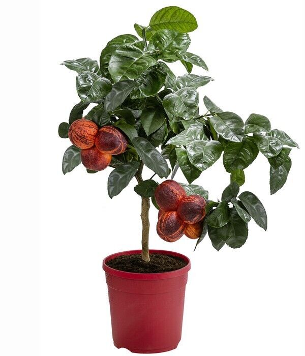 Citrus sinensis ‘Doppio Sanguinello’ (Pomaranča) – Drevesnica.si ...
