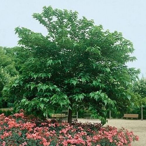 Morus Platanifolia ‘Fruitless’ (Listnata Murva Brez Plodov ...