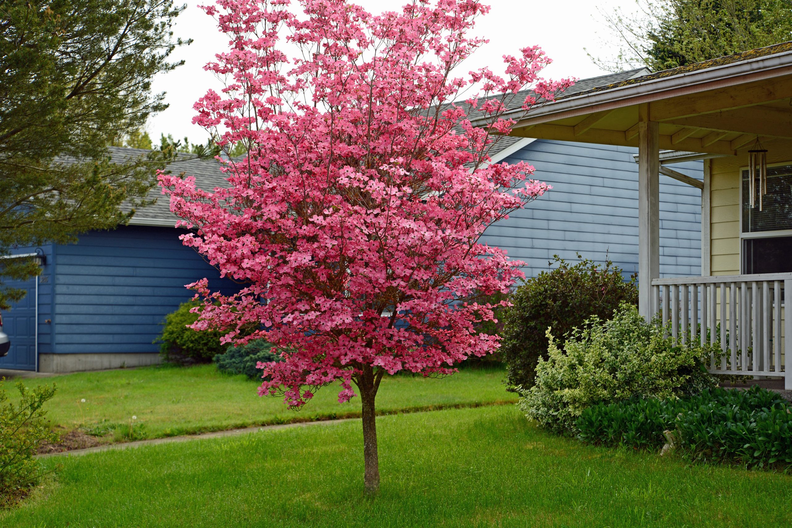 Cornus florida ‘Rubra’ (Ameriški dren cvetnik) – Drevesnica.si ...