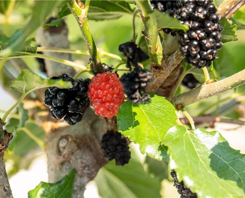 Morus alba ‘Mojo Berry’ (Pritlikava Murva) – Drevesnica.si – (Vrtnar ...