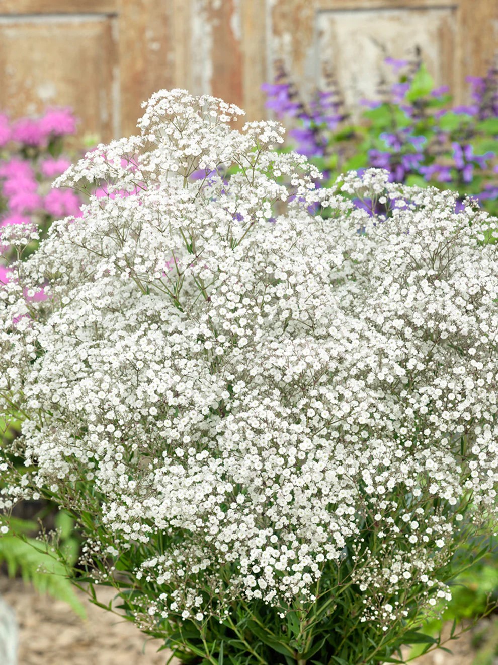 Gypsophylla paniculata (Plazeča sadrenka) – Drevesnica.si – (Vrtnar ...
