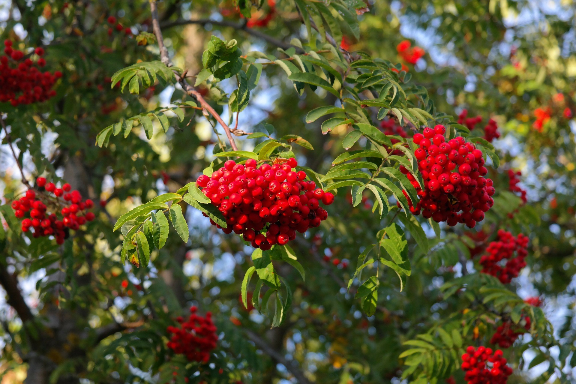 Sorbus aucuparia ‘Wettra’ (Jerebika) – Drevesnica.si – (Vrtnar Kurbus d ...