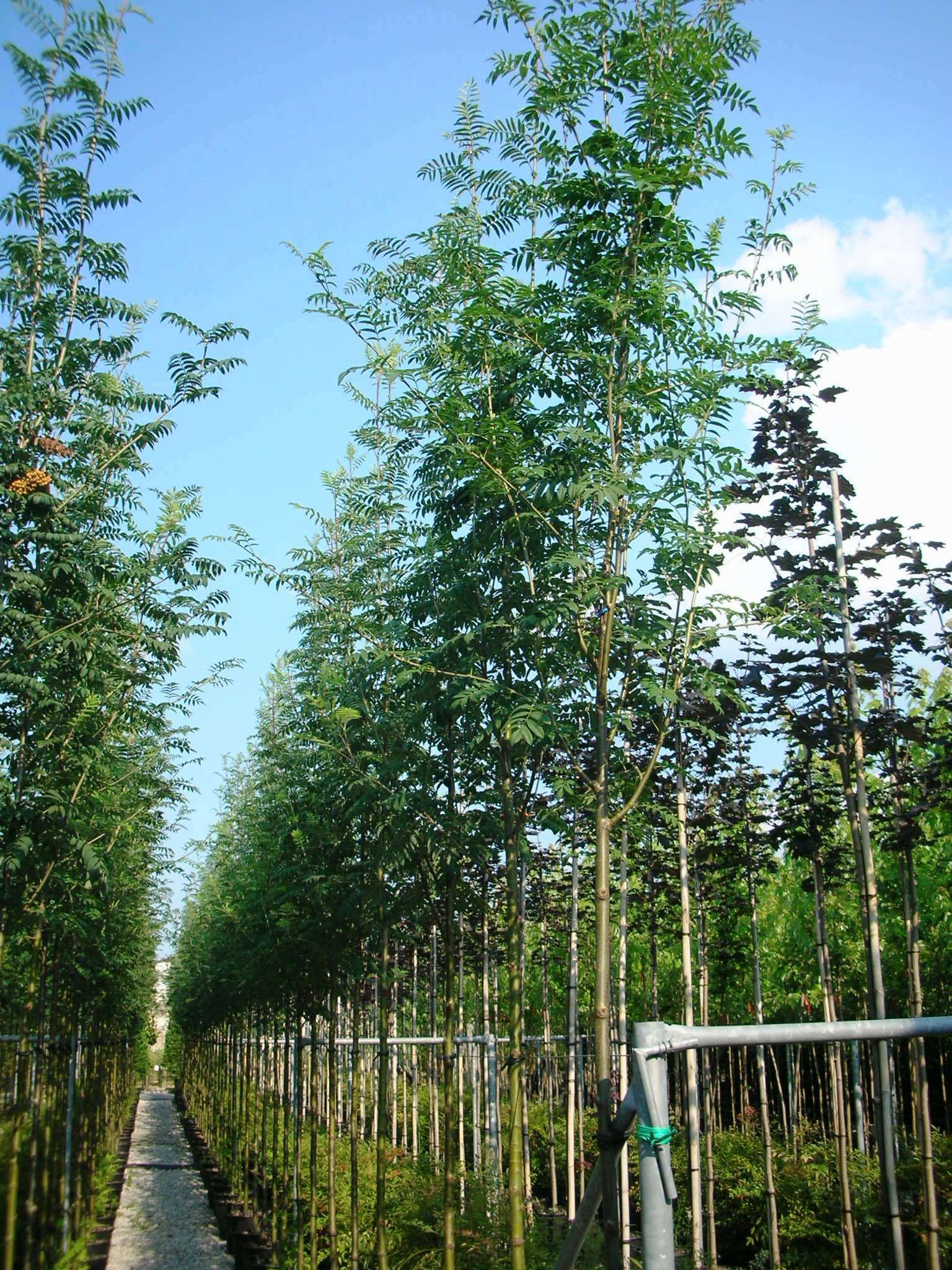 Sorbus aucuparia ‘Wettra’ (Jerebika) – Drevesnica.si – (Vrtnar Kurbus d ...